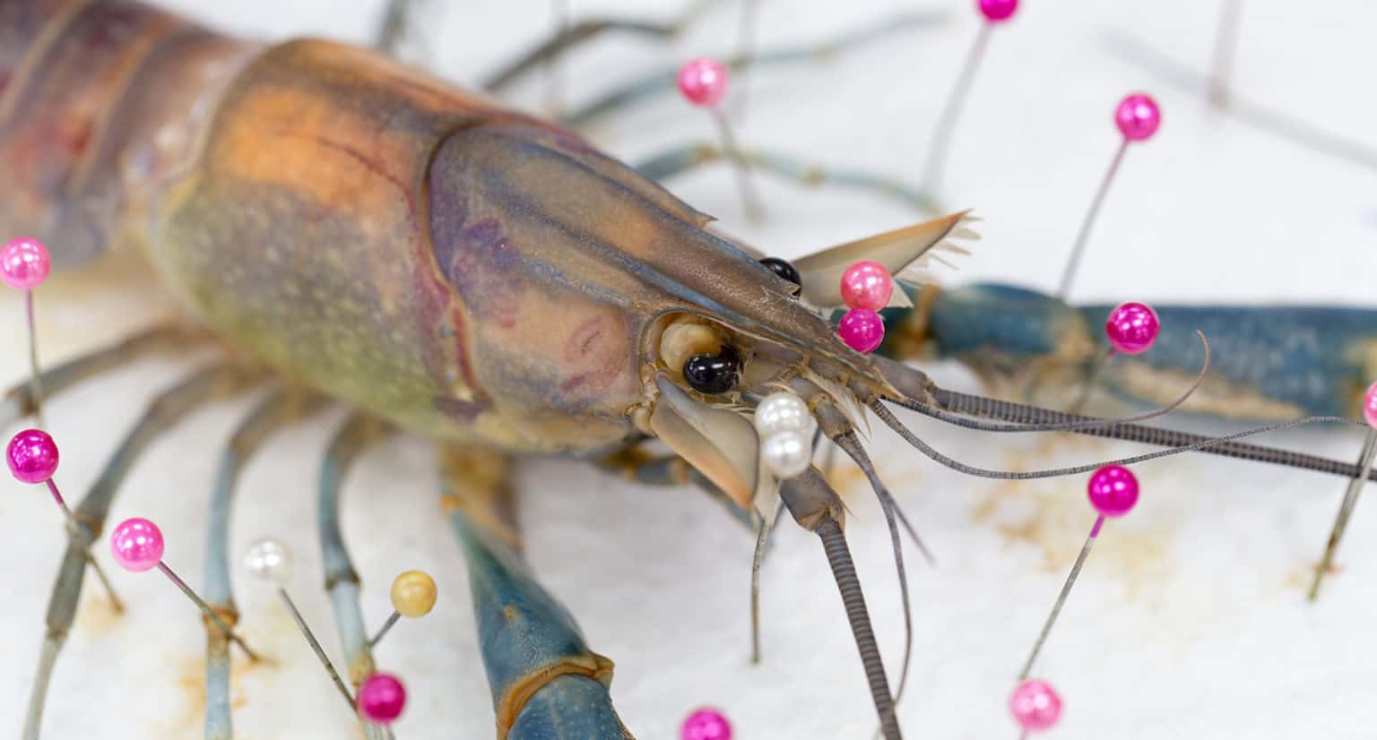 A Guide To 6 Types of Lobster