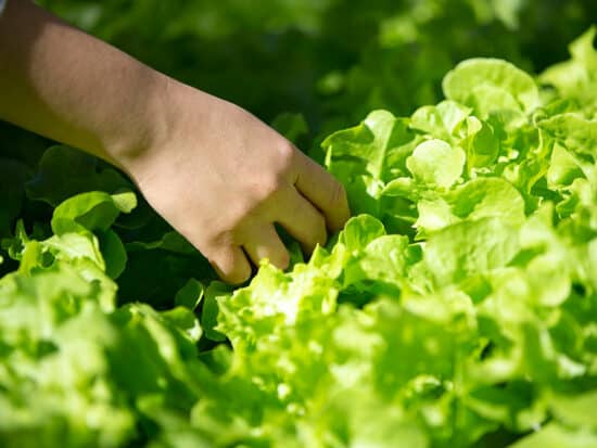 32 Amazing Foods Starting With L For You To Enjoy!