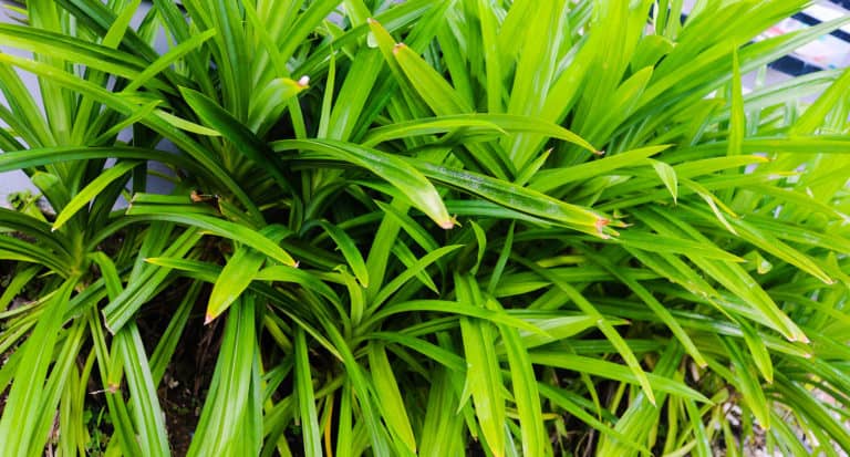 What Does Pandan Taste Like? Discover Its Unique Flavor