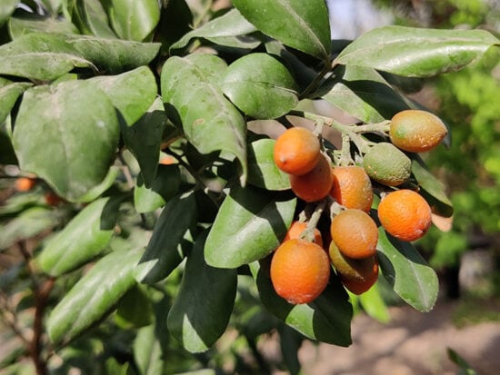 25+ Fruits That Start With P to Try