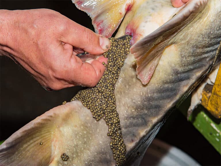 What Does Caviar Taste Like? Unique Flavor Profile 2024