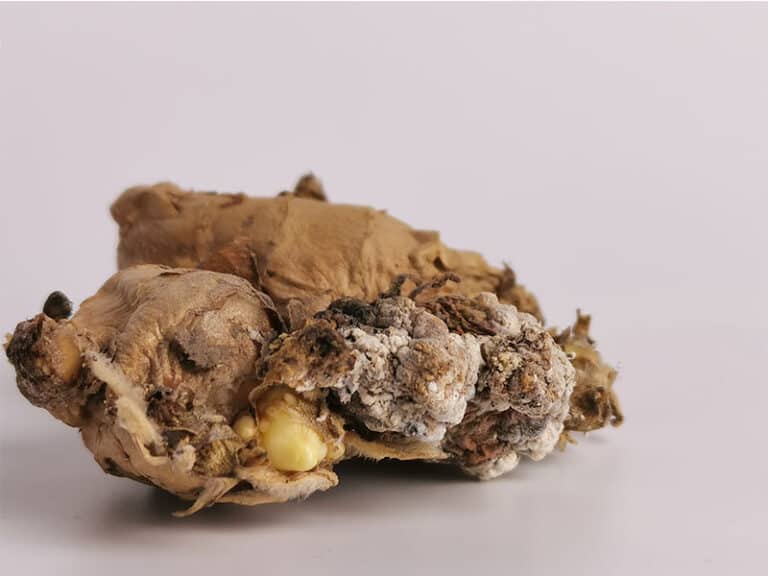 Does Ginger Go Bad? Insights and Shelf Life Guide