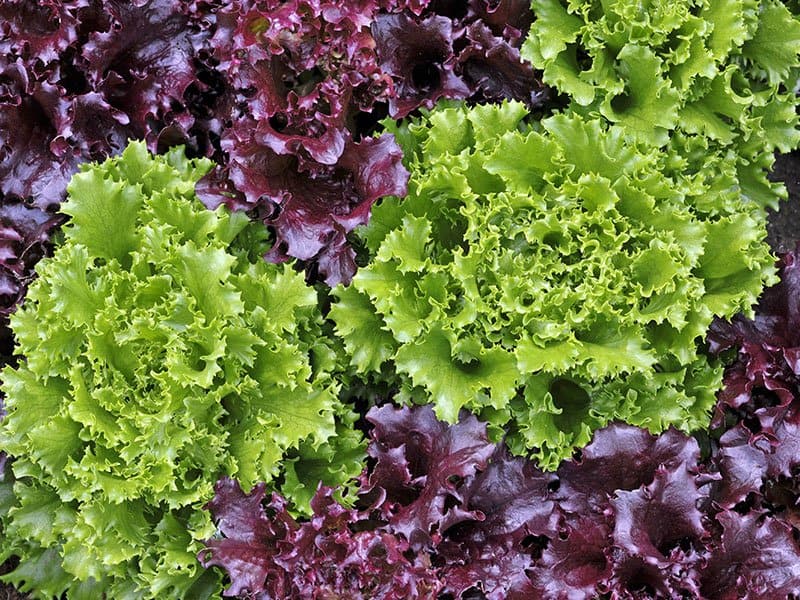 Lettuce Shelf Life: How Long It Lasts and How to Keep It Fresh