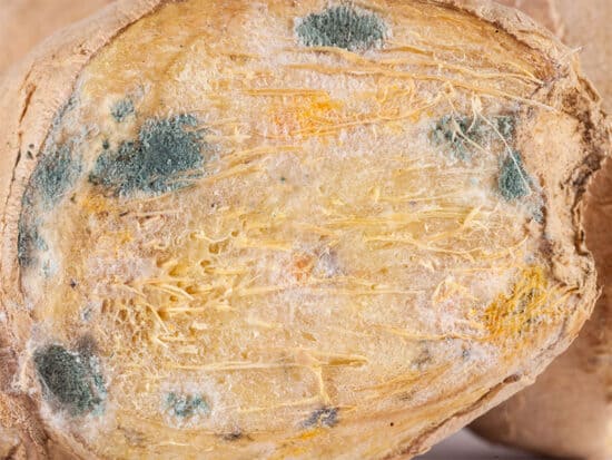 Does Ginger Go Bad? Insights and Shelf Life Guide