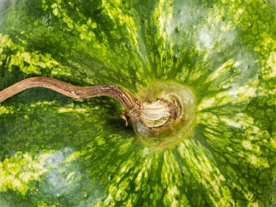 Does Watermelon Go Bad? Guide to Freshness and Storage