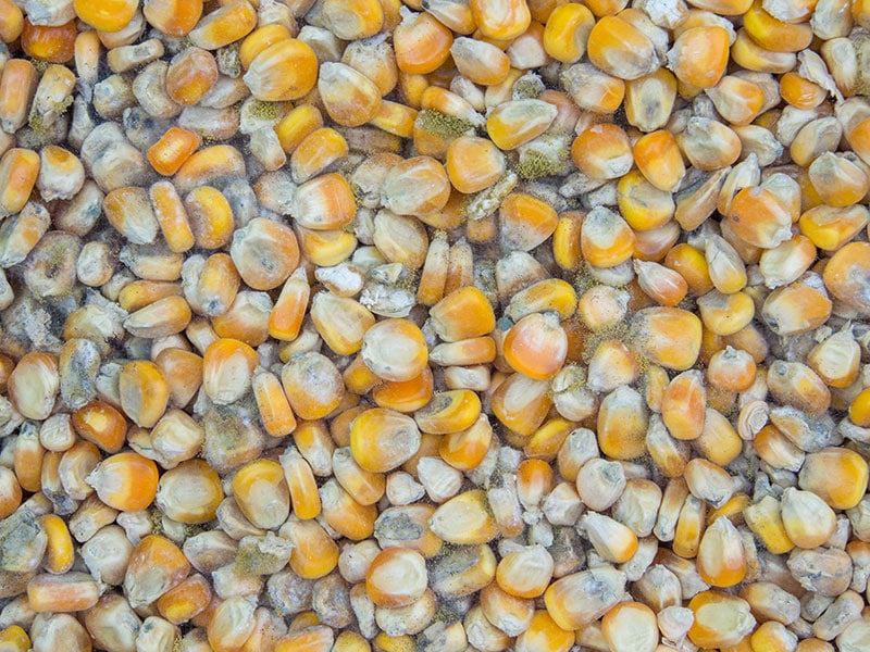How Long Does Popcorn Last? Thorough Guide