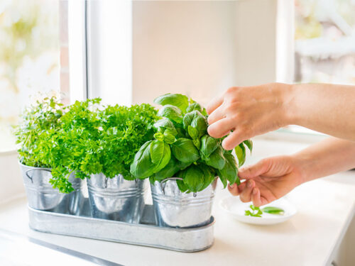 How To Store Fresh Basil with 5 Key Tips