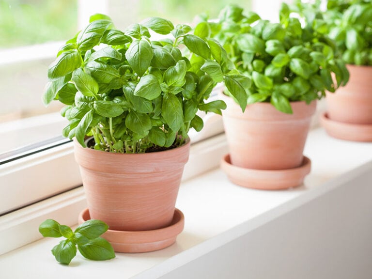 How To Store Fresh Basil with 5 Key Tips