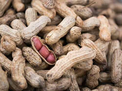 Do Peanuts Go Bad? A Comprehensive Guide