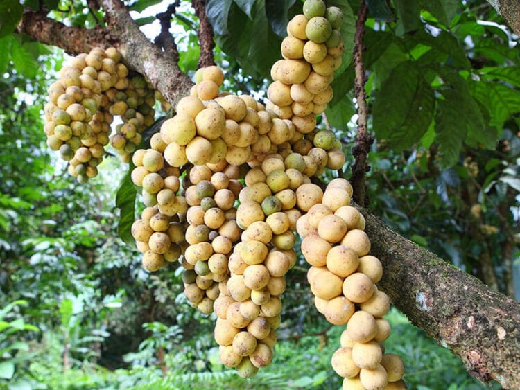 21 Nutritious Fruits That Start With D You Should Know