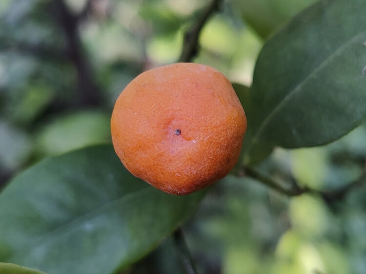 25 Fruits That Start with I: Identities and Uses