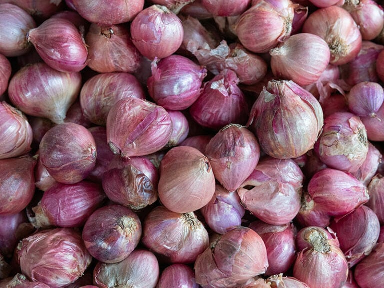 Shallots vs. Green Onions: Essential Culinary Tips