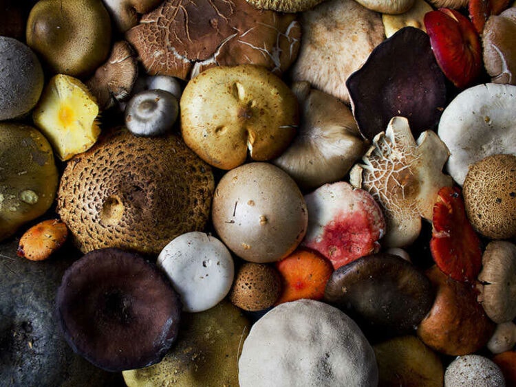 How to Identify Bad Mushrooms: The Ultimate Guide