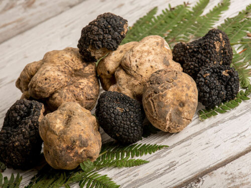 What Do Truffles Taste Like? An Exquisite Gourmet Exploration