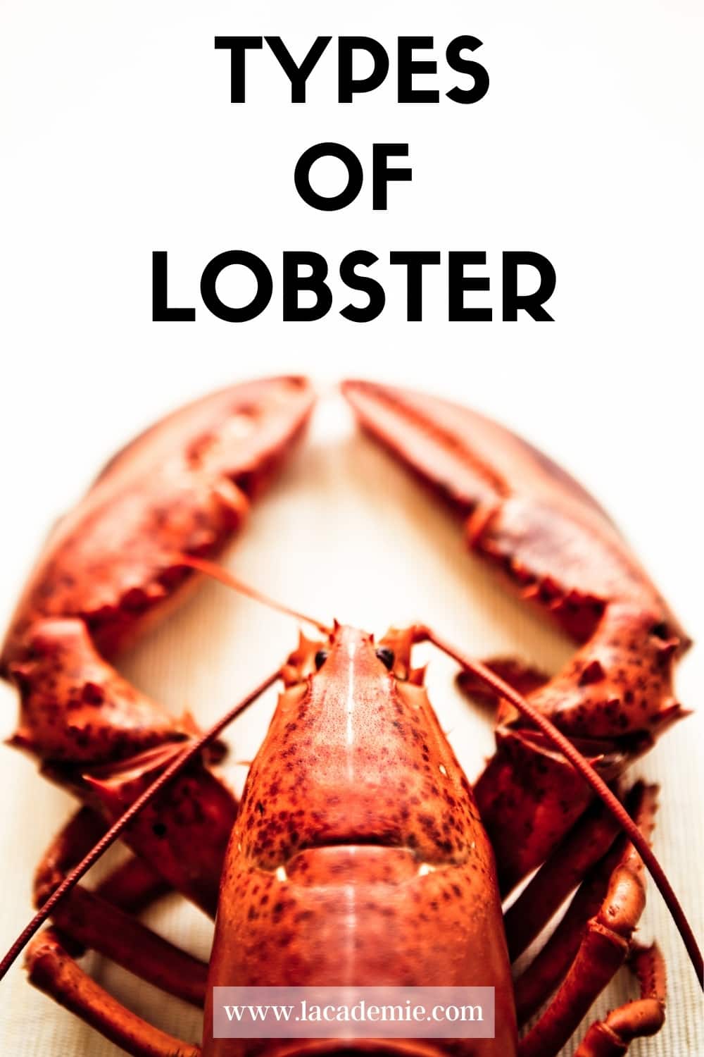 A Guide To 6 Types of Lobster