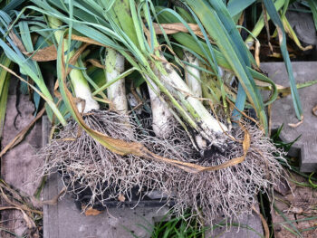 How To Store Leeks for Optimal Freshness