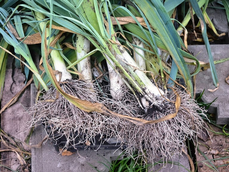 How To Store Leeks for Optimal Freshness