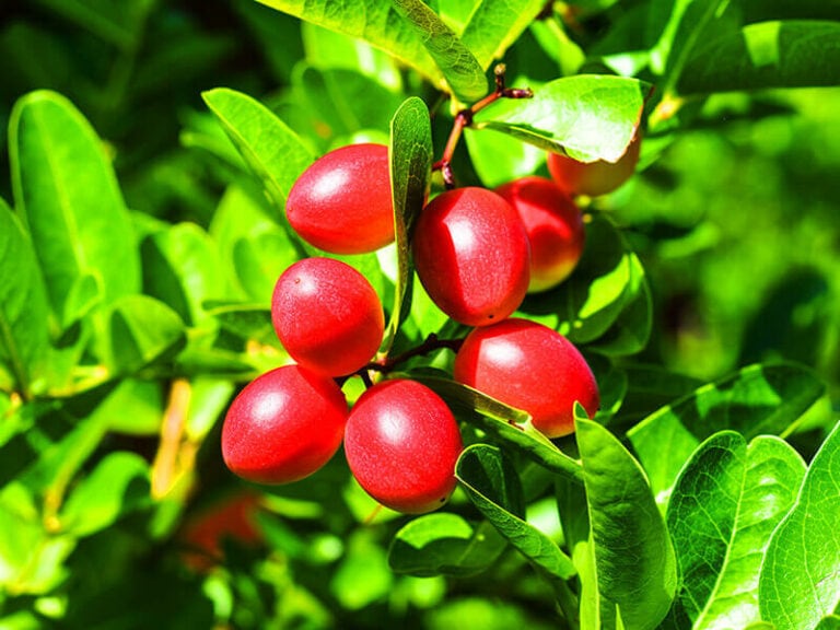 54 Fruits and Vegetables That Start with M: Full List 2024