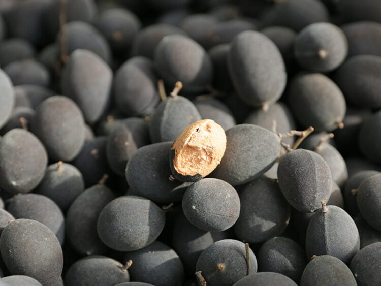 14+ Fruits and Vegetables That Start With X