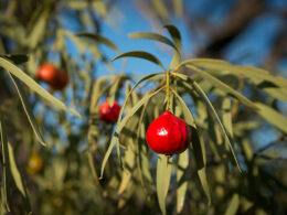 Fruits And Vegetables That Start With Q - A Complete List 2022