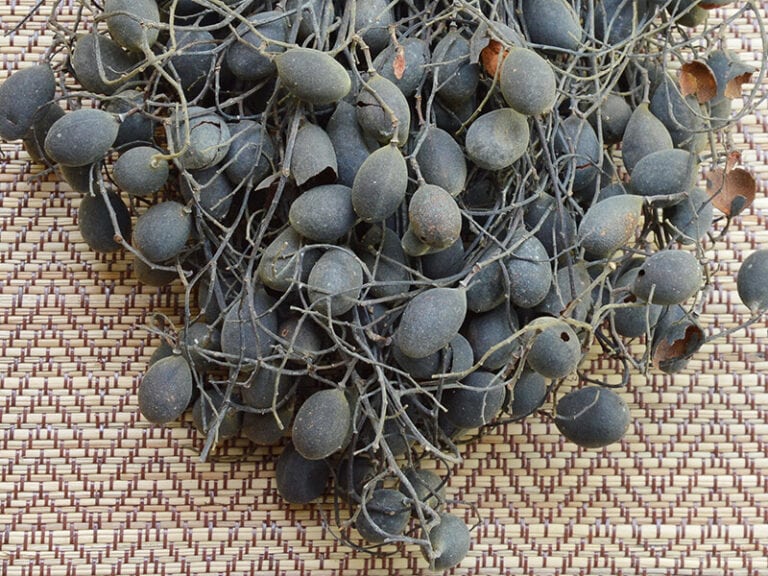 14+ Fruits and Vegetables That Start With X