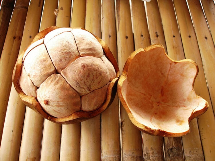 14+ Fruits and Vegetables That Start With X