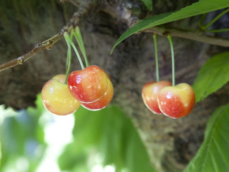 11 Fruits & Vegetables Starting With Q: Meet the Q Team
