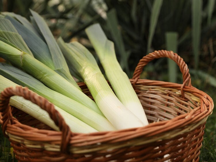 How To Store Leeks for Optimal Freshness