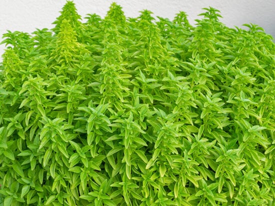 30 Different Types of Basil Explained: Your Guide