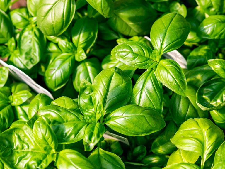 30 Different Types of Basil Explained: Your Guide