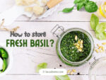 How To Store Fresh Basil with 5 Key Tips