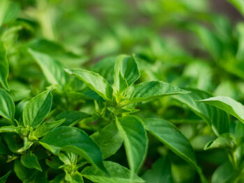 What Does Basil Taste Like? An In-depth Answer