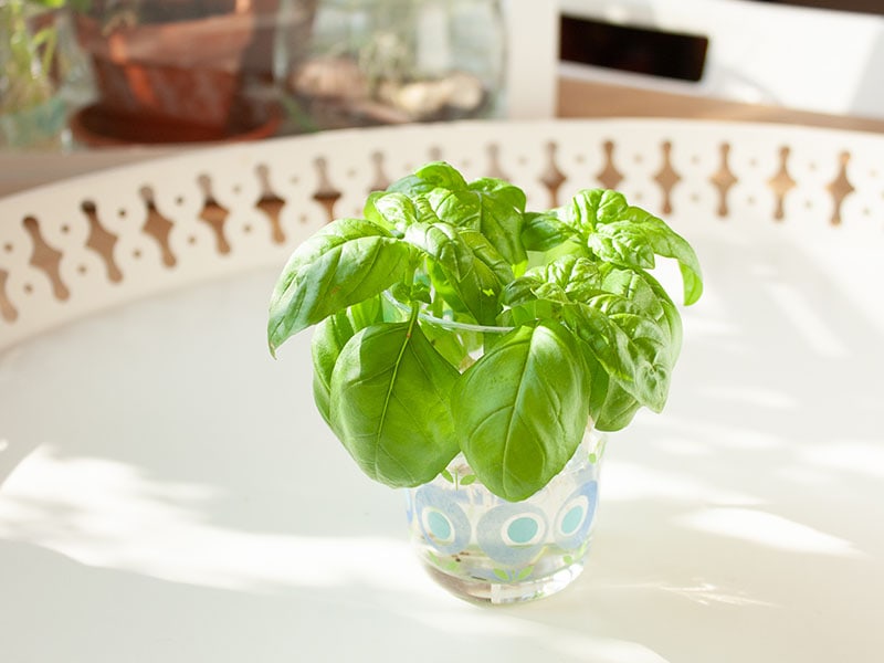 How To Store Fresh Basil with 5 Key Tips