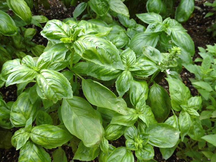 What Does Basil Taste Like? An In-depth Answer