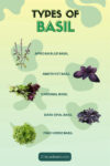 30 Different Types of Basil Explained: Your Guide