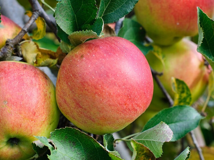 26 Different Types of Apples to Discover for Every Taste