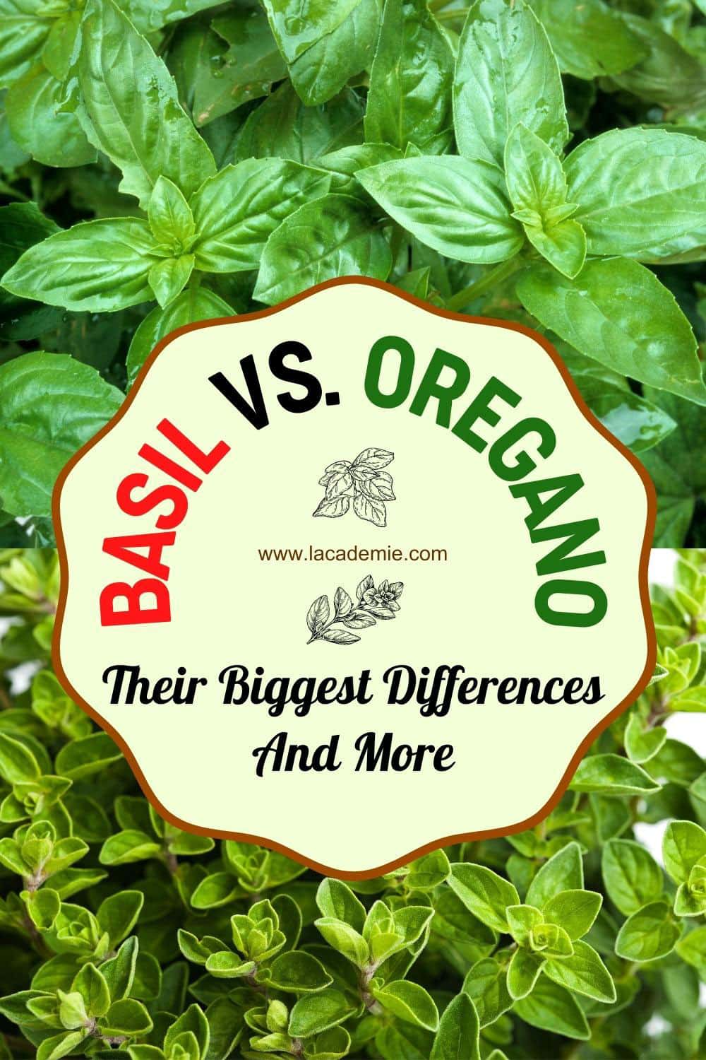 Basil vs. Oregano – Key Differences and Uses