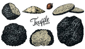 13 Types of Truffles to Discover in 2024