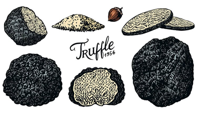 13 Types of Truffles to Discover in 2024