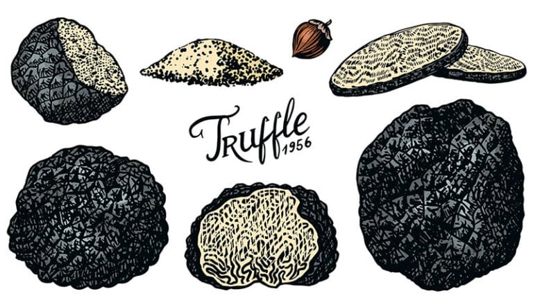 13 Types of Truffles to Discover in 2024