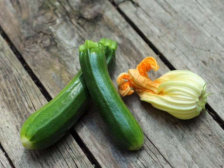 15 Different Types of Zucchini to Try: Discover Delicious Varieties in 2024
