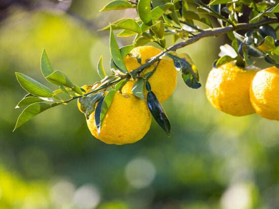 34 Types of Citrus Fruits to Discover for Global Dishes