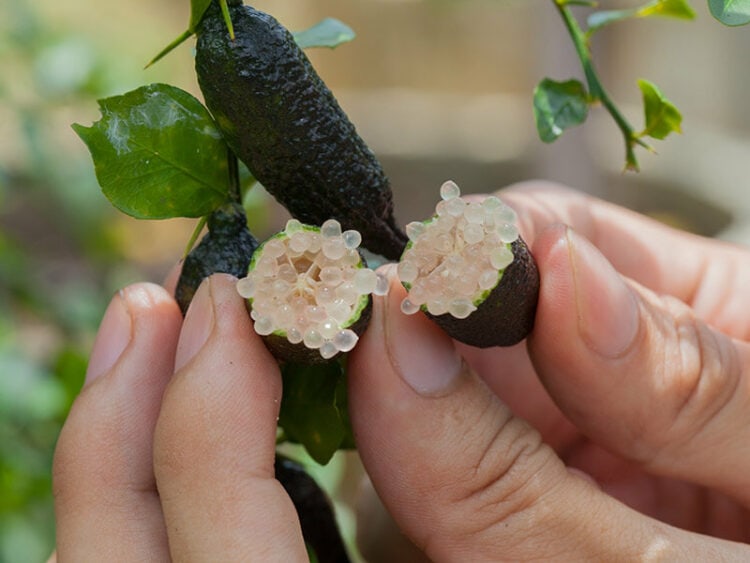 22 Types of Limes to Discover