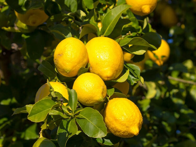 30+ Different Types of Lemons to Grow for Your Home Garden