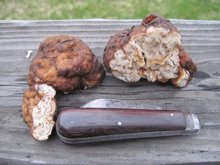 13 Different Types Of Truffles You May Want To Know In 2023