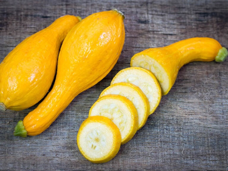 15 Different Types of Zucchini to Try: Discover Delicious Varieties in 2024