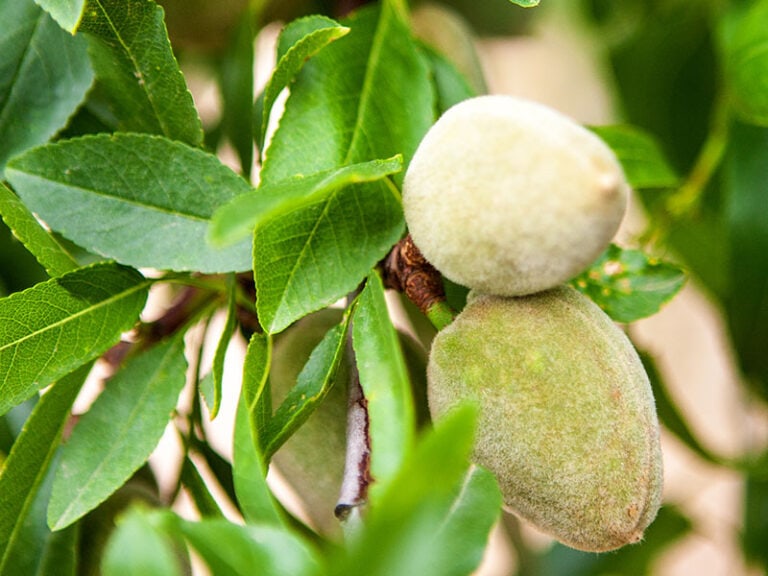 14+ Types of Almonds You Need to Taste