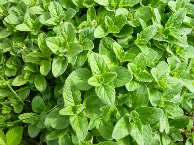 Basil vs. Oregano – Key Differences and Uses