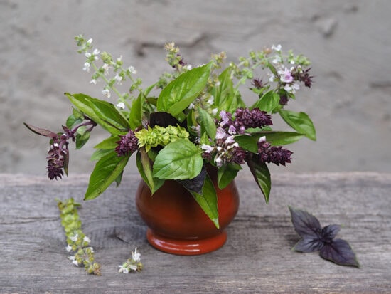 What to Do with Basil Flowers: 11+ Uses to Maximize Flavor