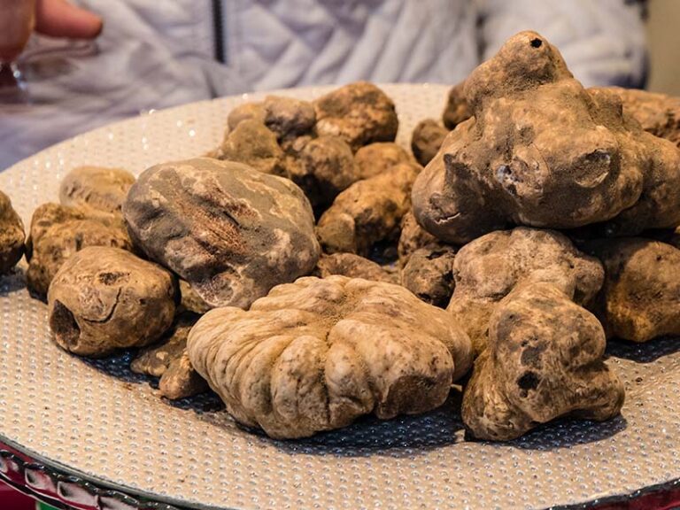 13 Types of Truffles to Discover in 2024